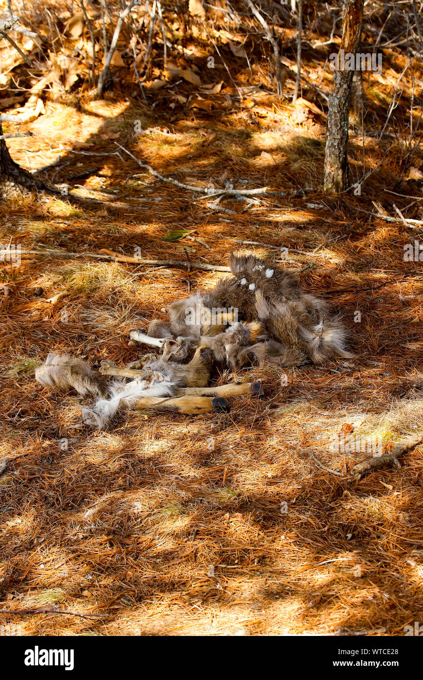 Eating carrion -Fotos und -Bildmaterial in hoher Auflösung – Alamy