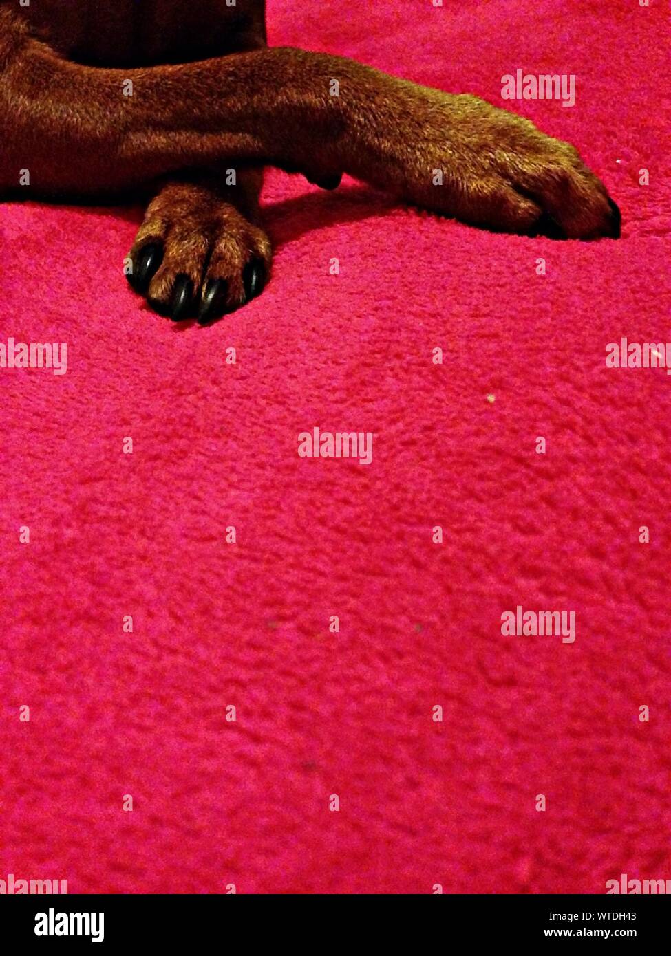 Hund pfote detail -Fotos und -Bildmaterial in hoher Auflösung – Alamy