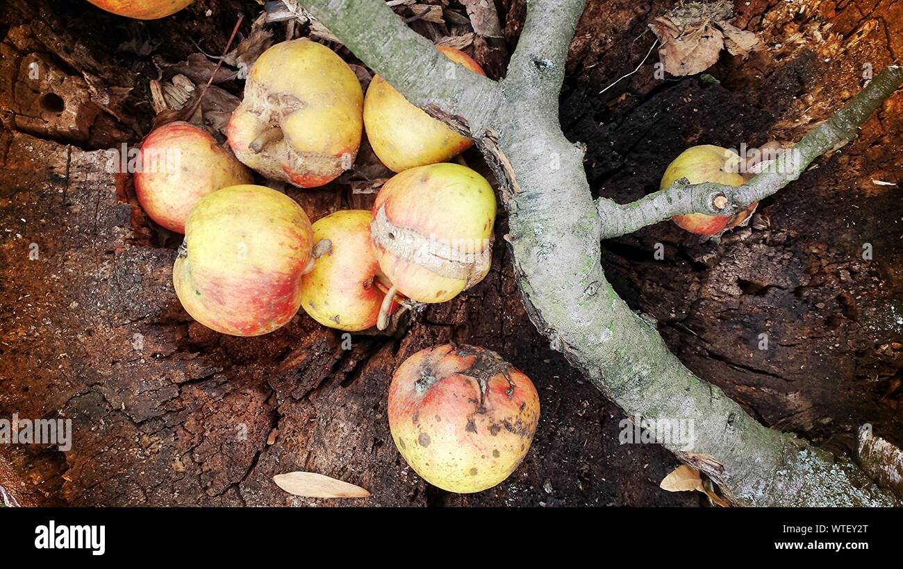 Äpfel verrotten Stockfotos und -bilder Kaufen - Alamy
