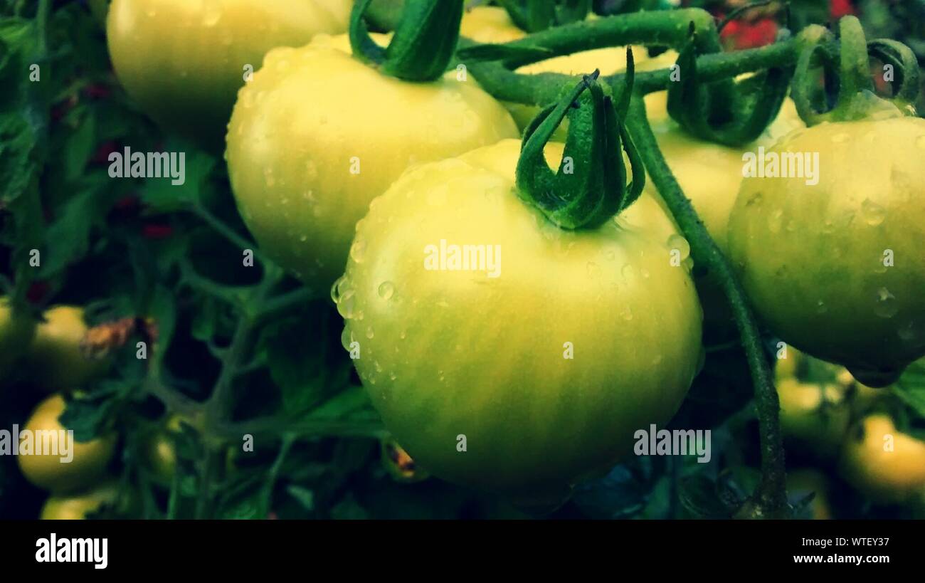 Große gelbe frucht -Fotos und -Bildmaterial in hoher Auflösung – Alamy