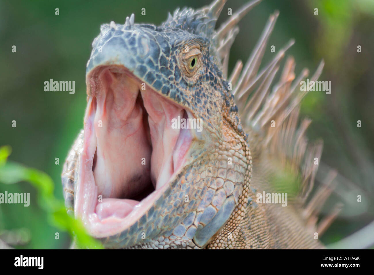 Leguan Mit Offenem Mund Stockfotos und -bilder Kaufen - Alamy