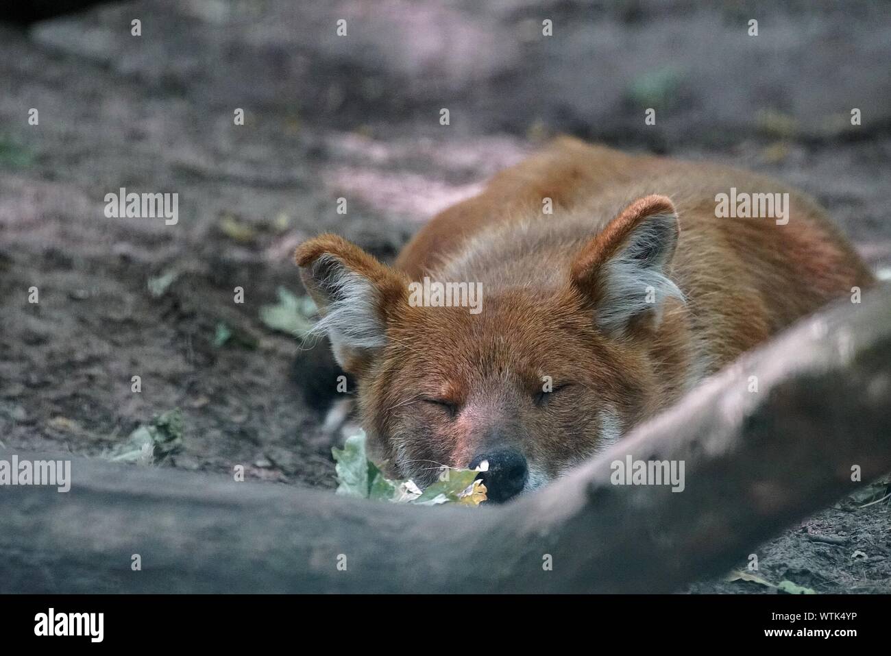 Fuchs schlafender schlafender fuchs -Fotos und -Bildmaterial in hoher ...