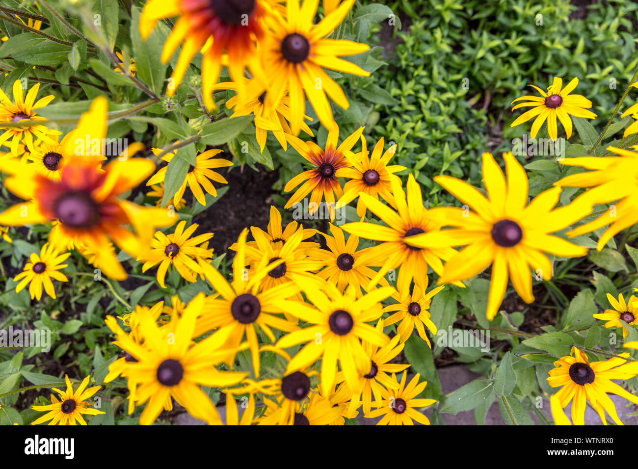 Tschernobyl blumen -Fotos und -Bildmaterial in hoher Auflösung – Alamy