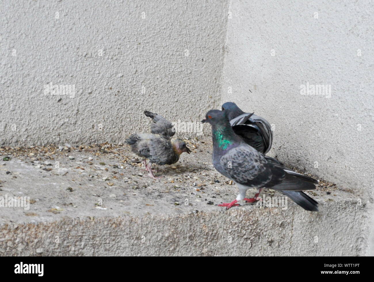 Family pigeon -Fotos und -Bildmaterial in hoher Auflösung – Alamy
