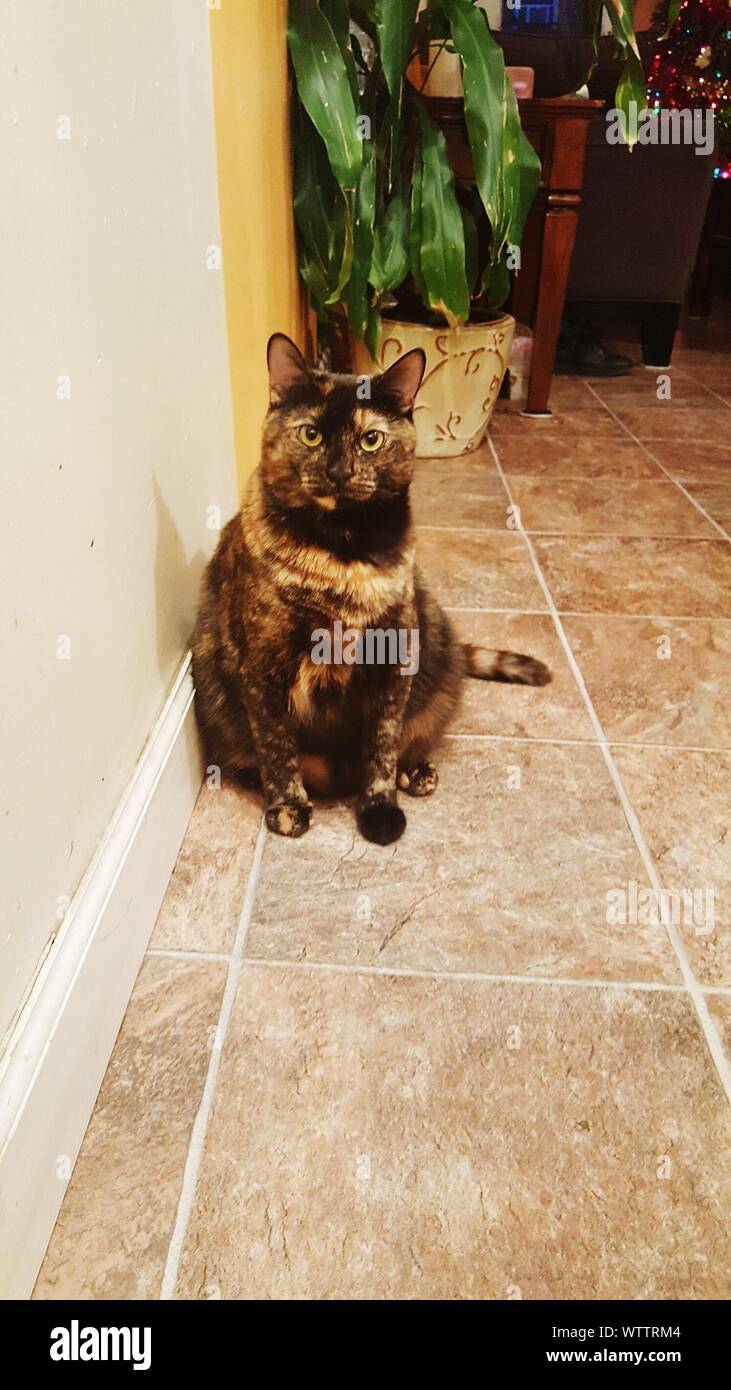 Sitzende katze -Fotos und -Bildmaterial in hoher Auflösung – Alamy