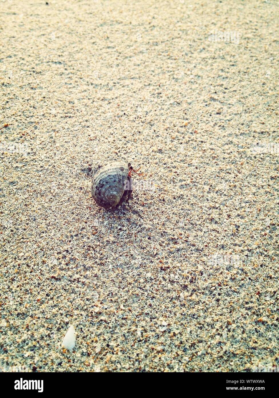 Krabbe Krabbeln Am Strand Stockfotos und -bilder Kaufen - Alamy