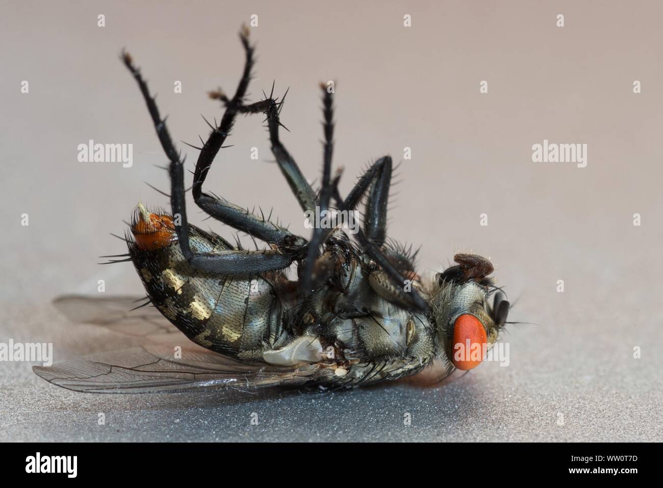 Totes insekt -Fotos und -Bildmaterial in hoher Auflösung – Alamy