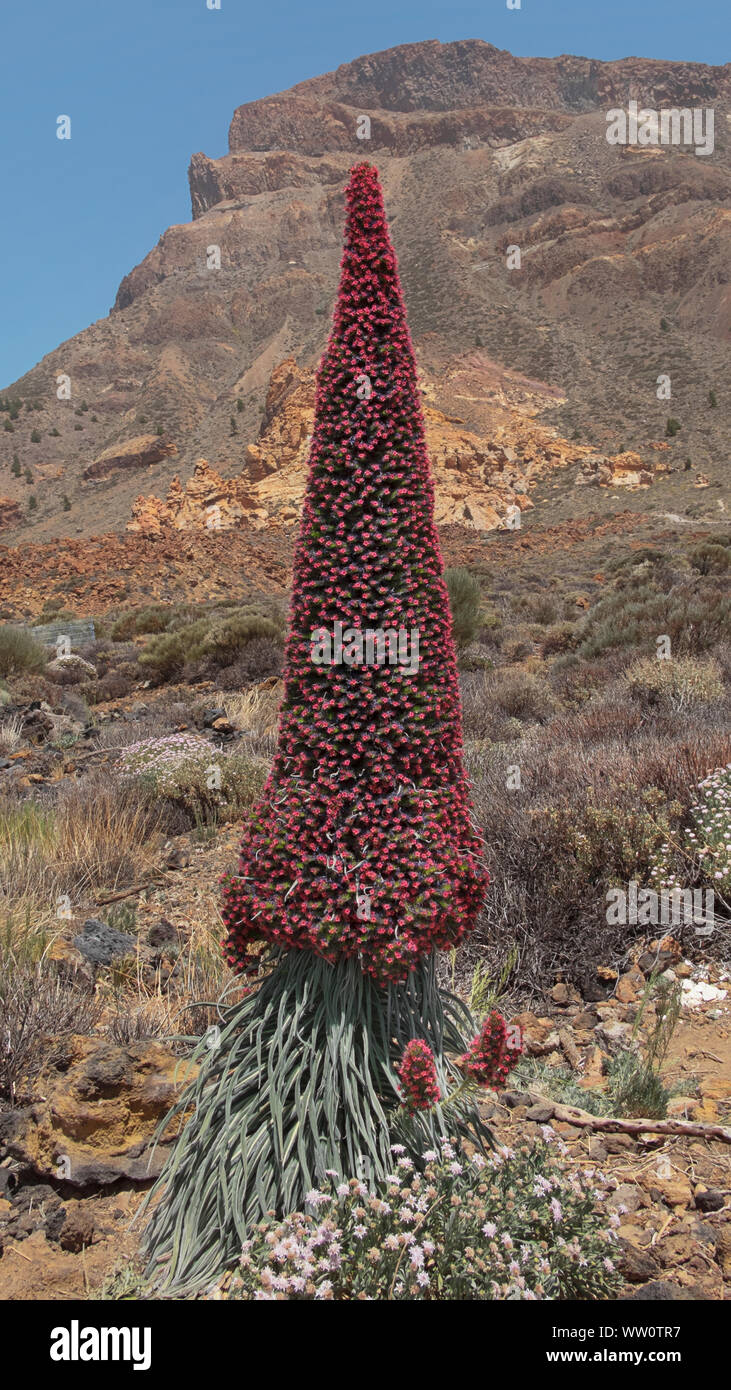 Tajinaste flora teide teneriffa -Fotos und -Bildmaterial in hoher ...