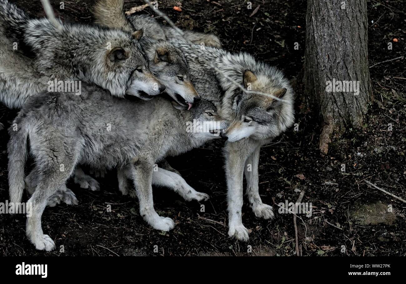 Pack of wolves -Fotos und -Bildmaterial in hoher Auflösung – Alamy