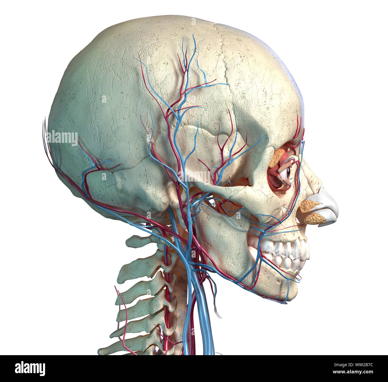 Der menschlichen Anatomie, Gefäßsystem der Kopf von einer Seite ...