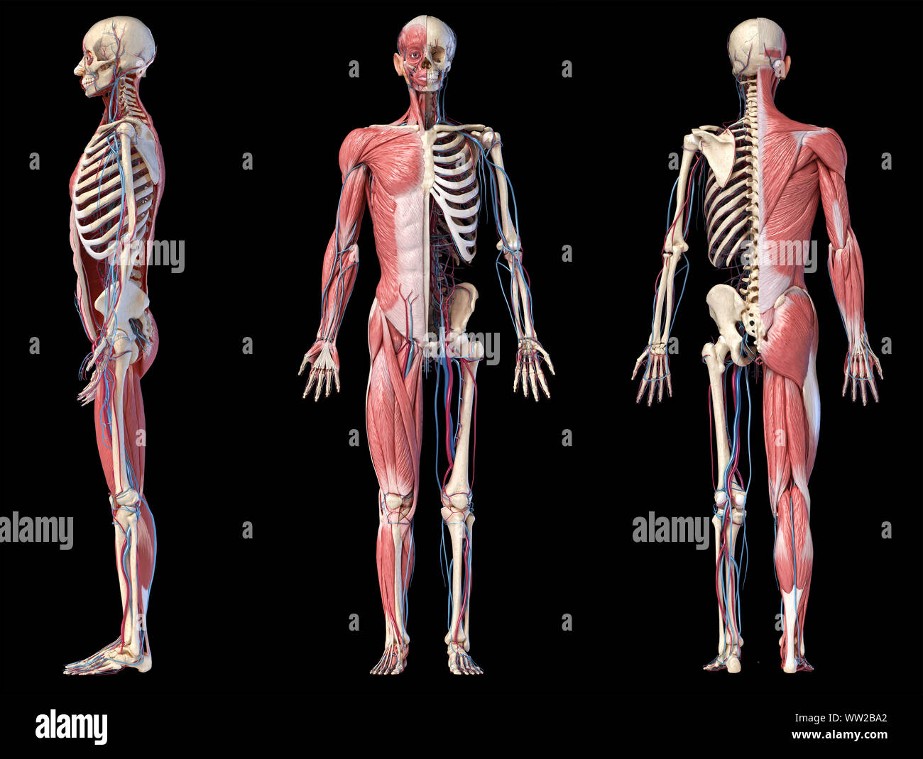 Die menschliche Anatomie full body Skelett, Muskulatur und Herz ...