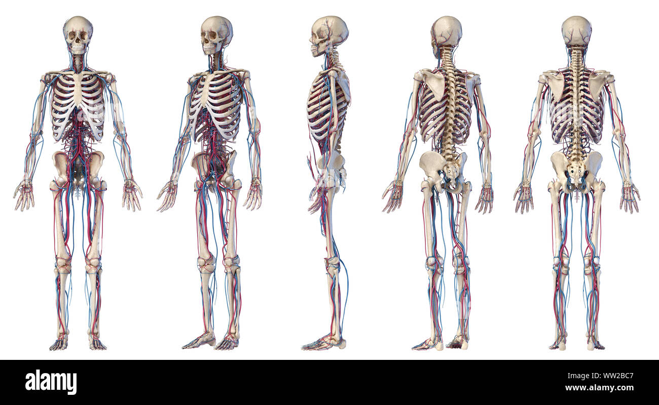 Menschliche Körper Anatomie. 3D-Darstellung von Knochen- und Herz ... Menschliche Körper Anatomie. 3D-Darstellung von Knochen- und Herz ...