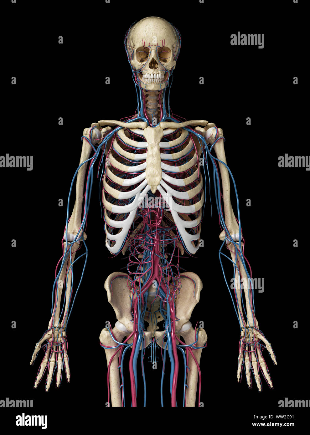 Menschliche Körper Anatomie. 3d-Abbildung: 3/4 Skelett- und Herz ... Menschliche Körper Anatomie. 3d-Abbildung: 3/4 Skelett- und Herz ...