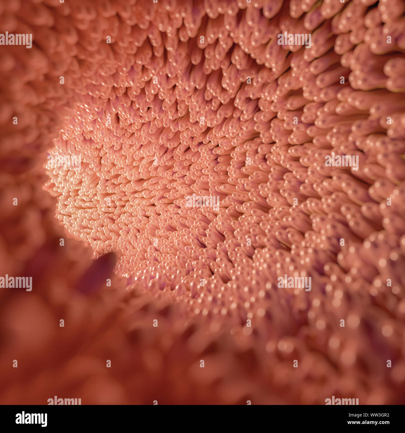 Darm mikrovilli -Fotos und -Bildmaterial in hoher Auflösung – Alamy