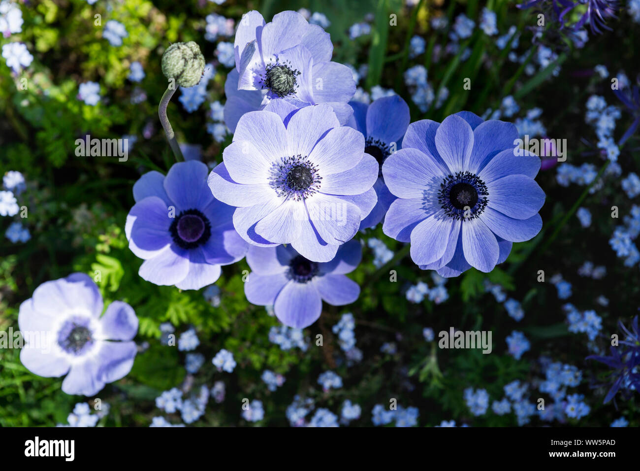 Blaue mohn nahaufnahme -Fotos und -Bildmaterial in hoher Auflösung ...