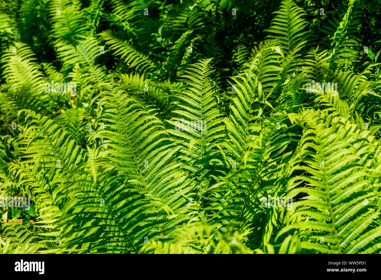 Farn wald -Fotos und -Bildmaterial in hoher Auflösung – Alamy