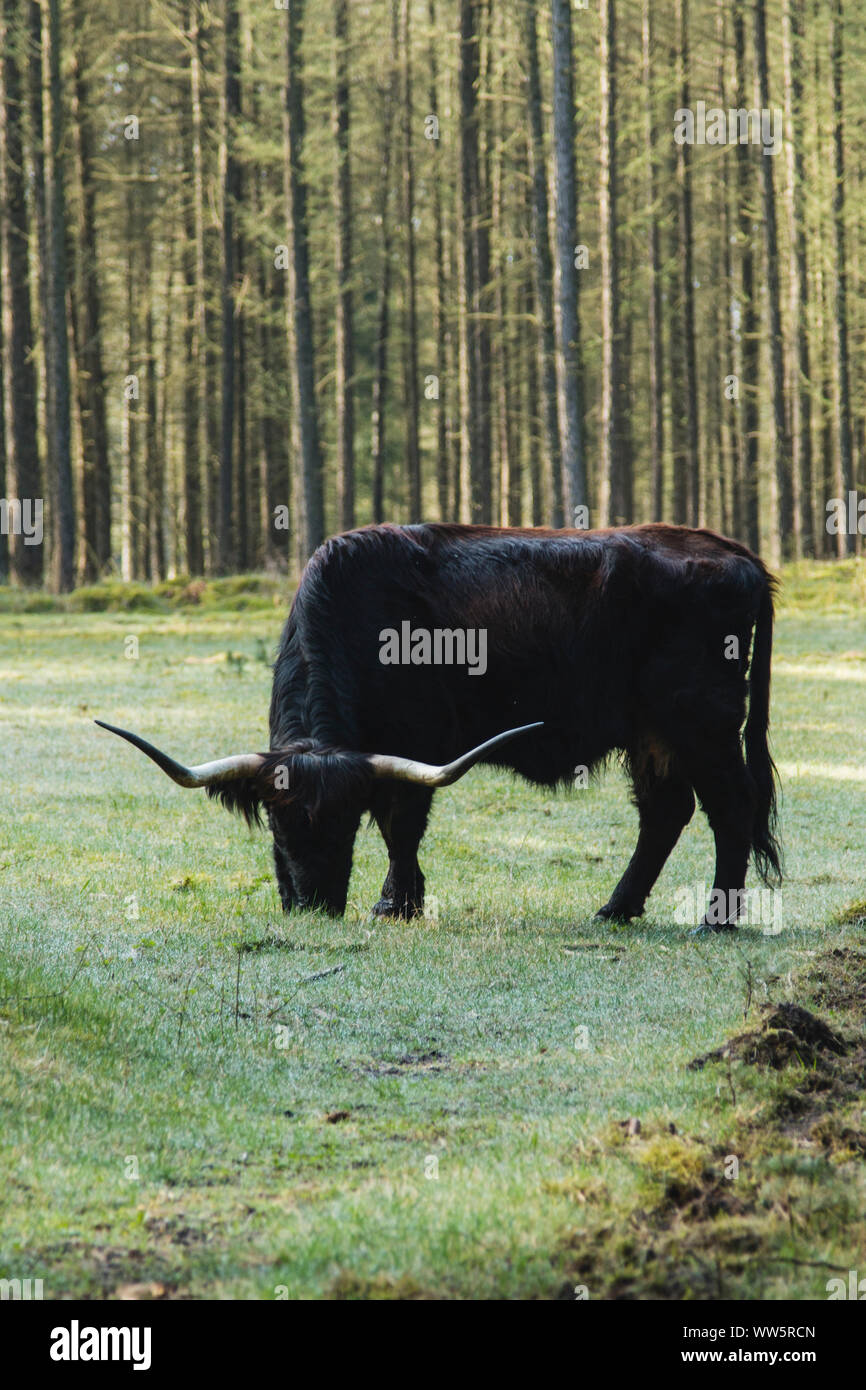 Bleeding cattle -Fotos und -Bildmaterial in hoher Auflösung – Alamy