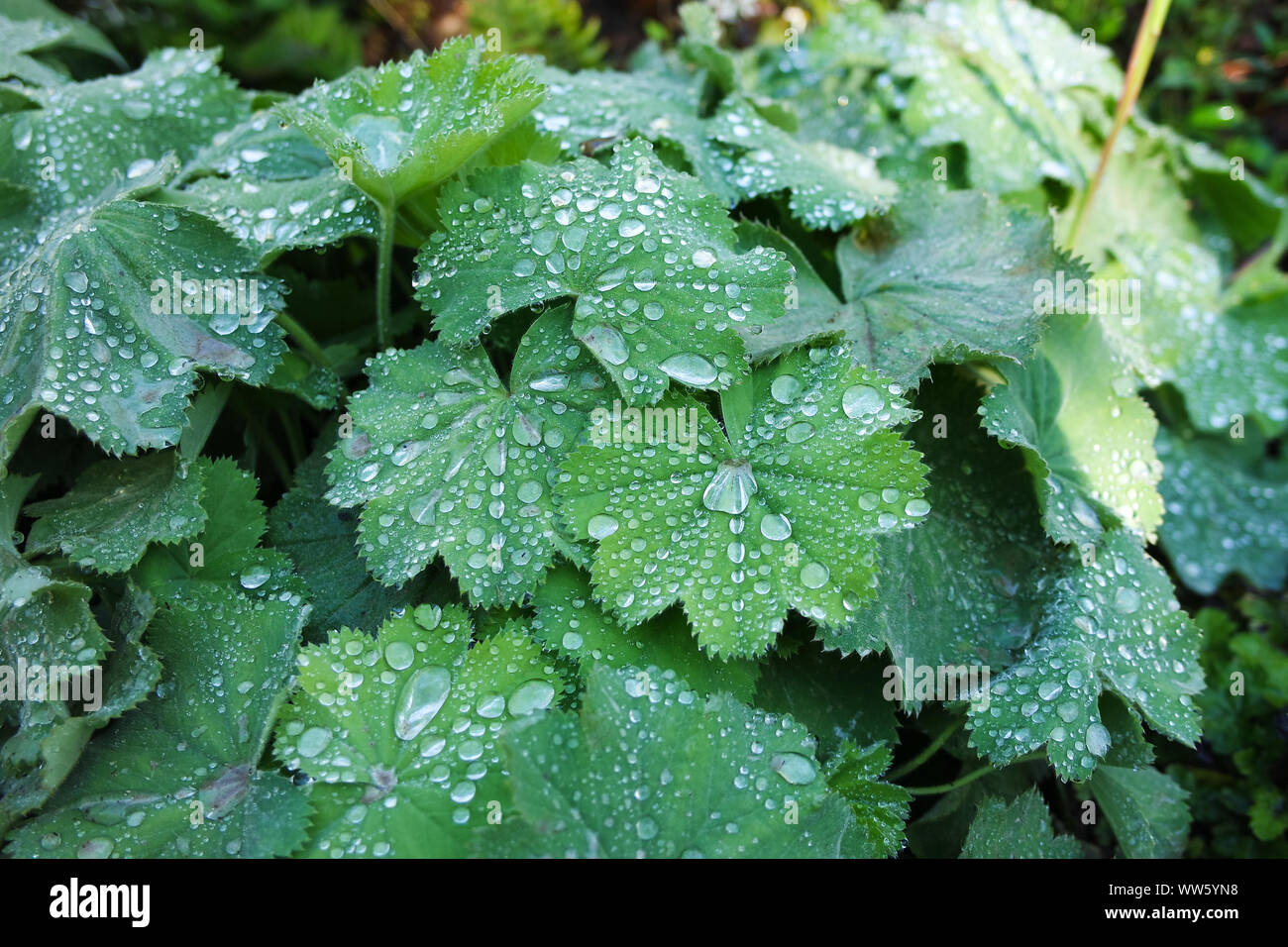 Wundertropfen -Fotos und -Bildmaterial in hoher Auflösung – Alamy