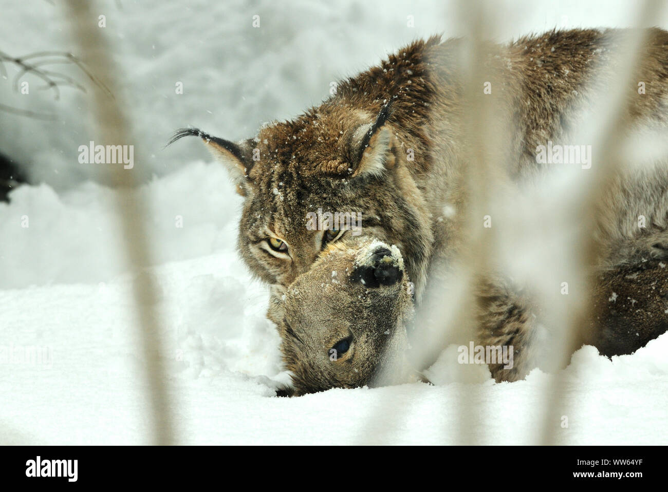Eurasische luchse im schnee -Fotos und -Bildmaterial in hoher Auflösung ...