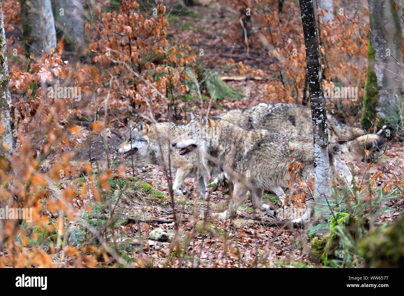Wolf rudel prey -Fotos und -Bildmaterial in hoher Auflösung – Alamy