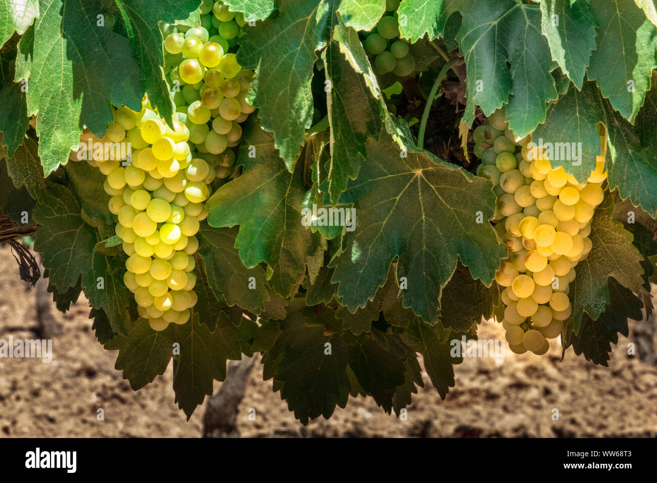 Semillon trauben -Fotos und -Bildmaterial in hoher Auflösung – Alamy
