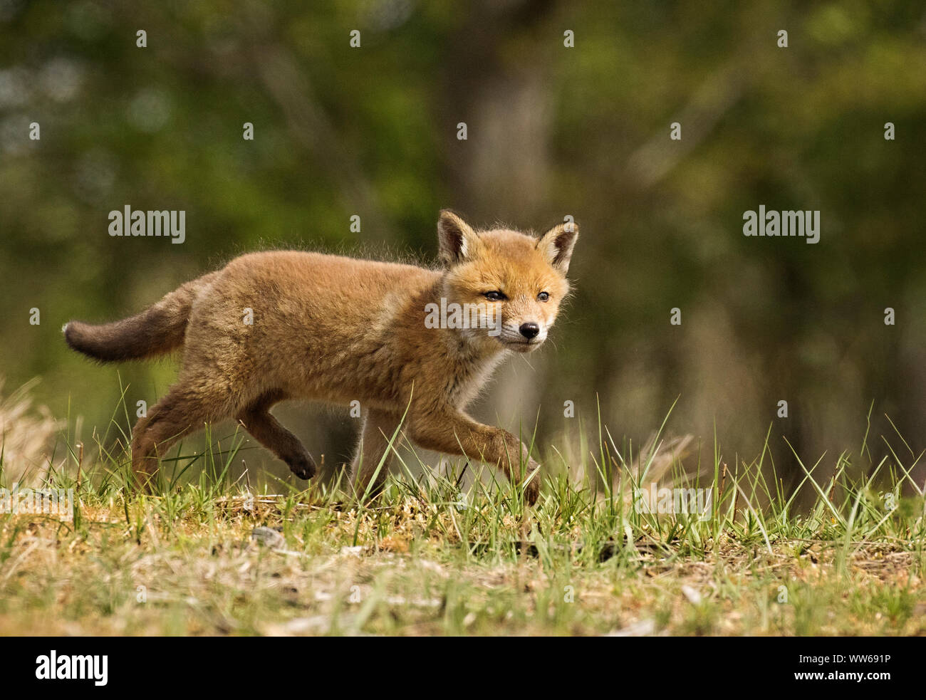 Rotfuchs tanzte und spielte auf den Feldern und suchte nach dem ... Rotfuchs tanzte und spielte auf den Feldern und suchte nach dem ...