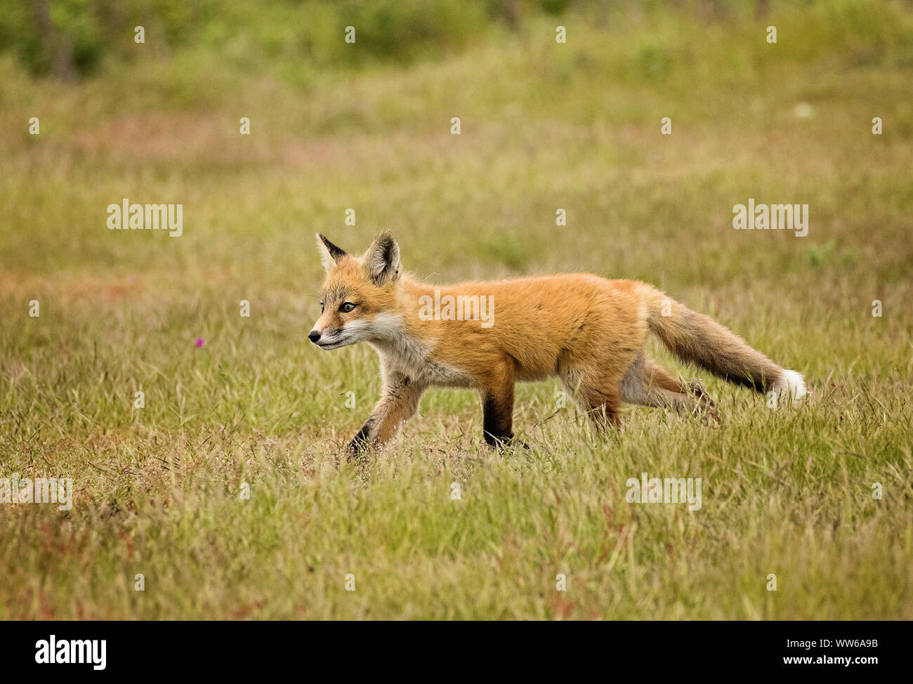 Rotfuchs tanzte und spielte auf den Feldern und suchte nach dem ... Rotfuchs tanzte und spielte auf den Feldern und suchte nach dem ...