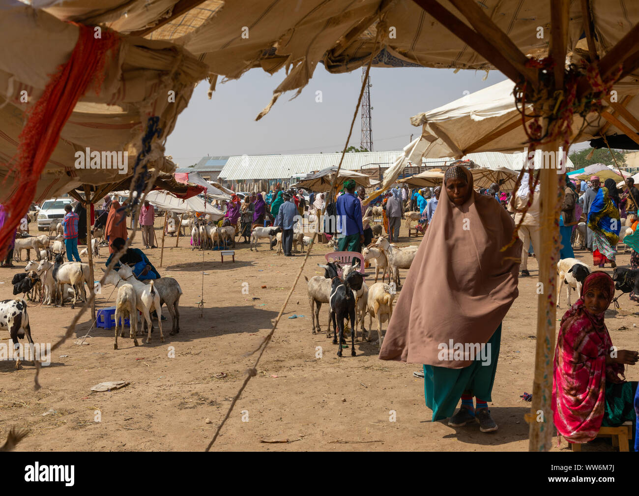 Somalia somaliland livestock goat -Fotos und -Bildmaterial in hoher ...