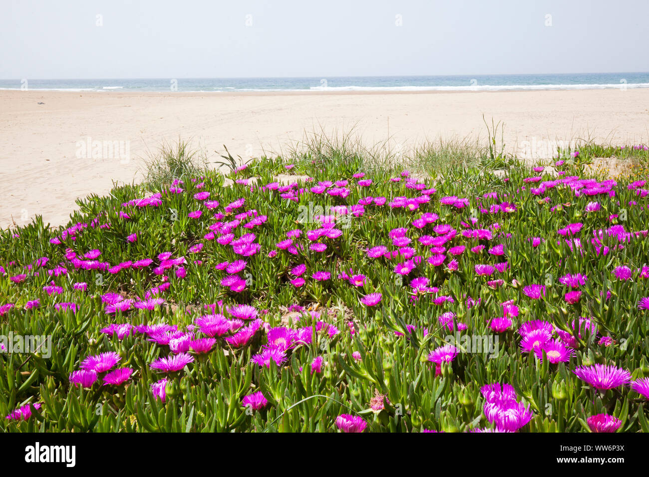 Rot 12.00 Blumen am Sandstrand in Griechenland Stockfotografie - Alamy