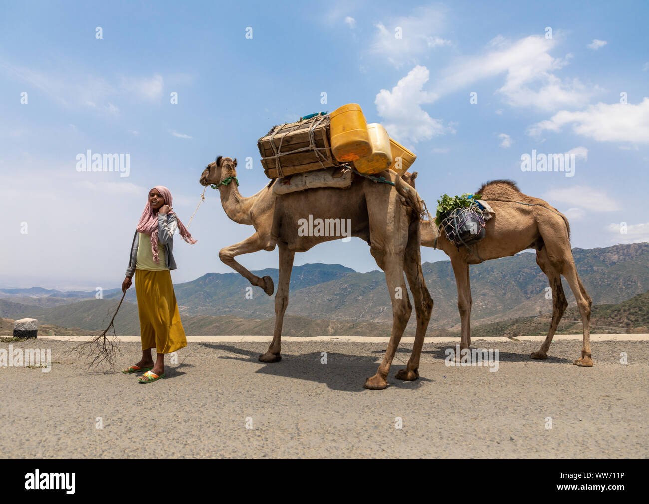 Eritreische Frau mit ihren Kamelen auf dem Weg nach massawa Asmara ...