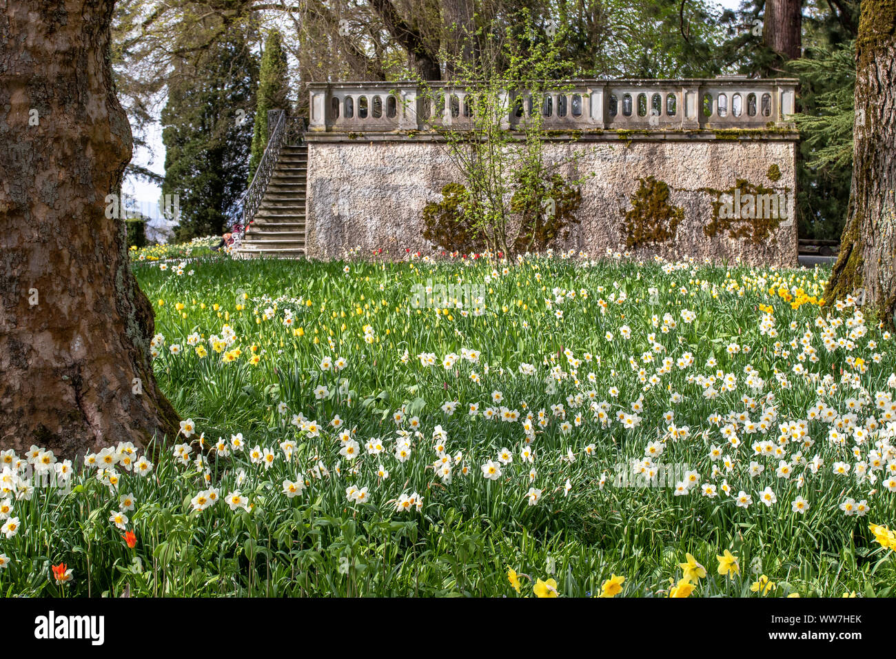 Insel mainau blumnen -Fotos und -Bildmaterial in hoher Auflösung – Alamy