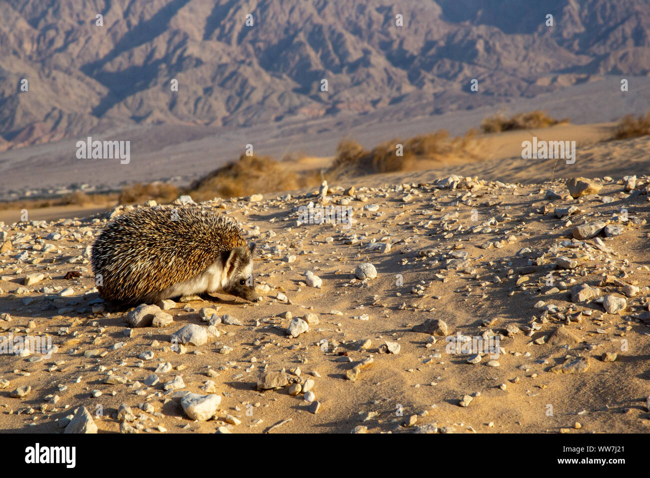 Paraechinus aethiopicus -Fotos und -Bildmaterial in hoher Auflösung – Alamy