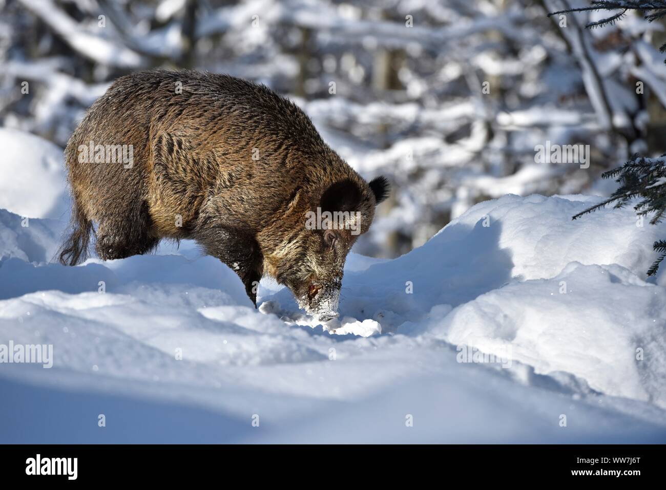 Wild boars in winter -Fotos und -Bildmaterial in hoher Auflösung – Alamy
