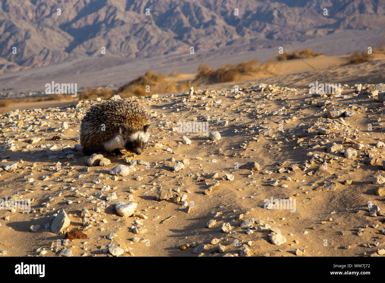 Paraechinus aethiopicus -Fotos und -Bildmaterial in hoher Auflösung – Alamy