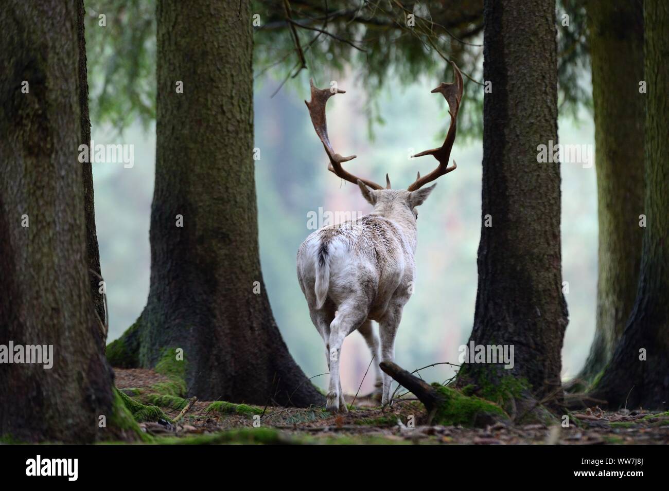 Weisses damwild -Fotos und -Bildmaterial in hoher Auflösung – Alamy