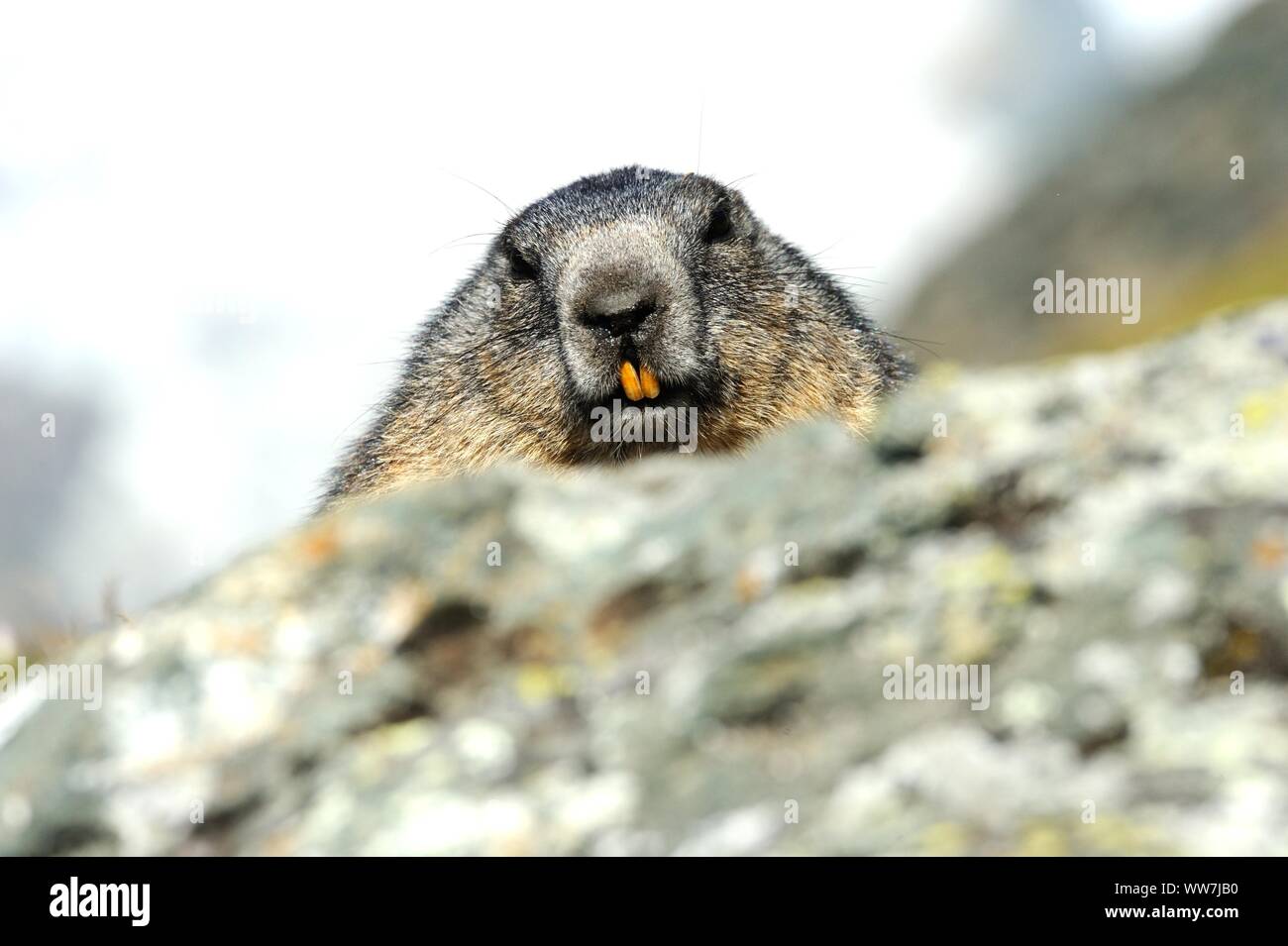 Murmeltier und blumen -Fotos und -Bildmaterial in hoher Auflösung – Alamy