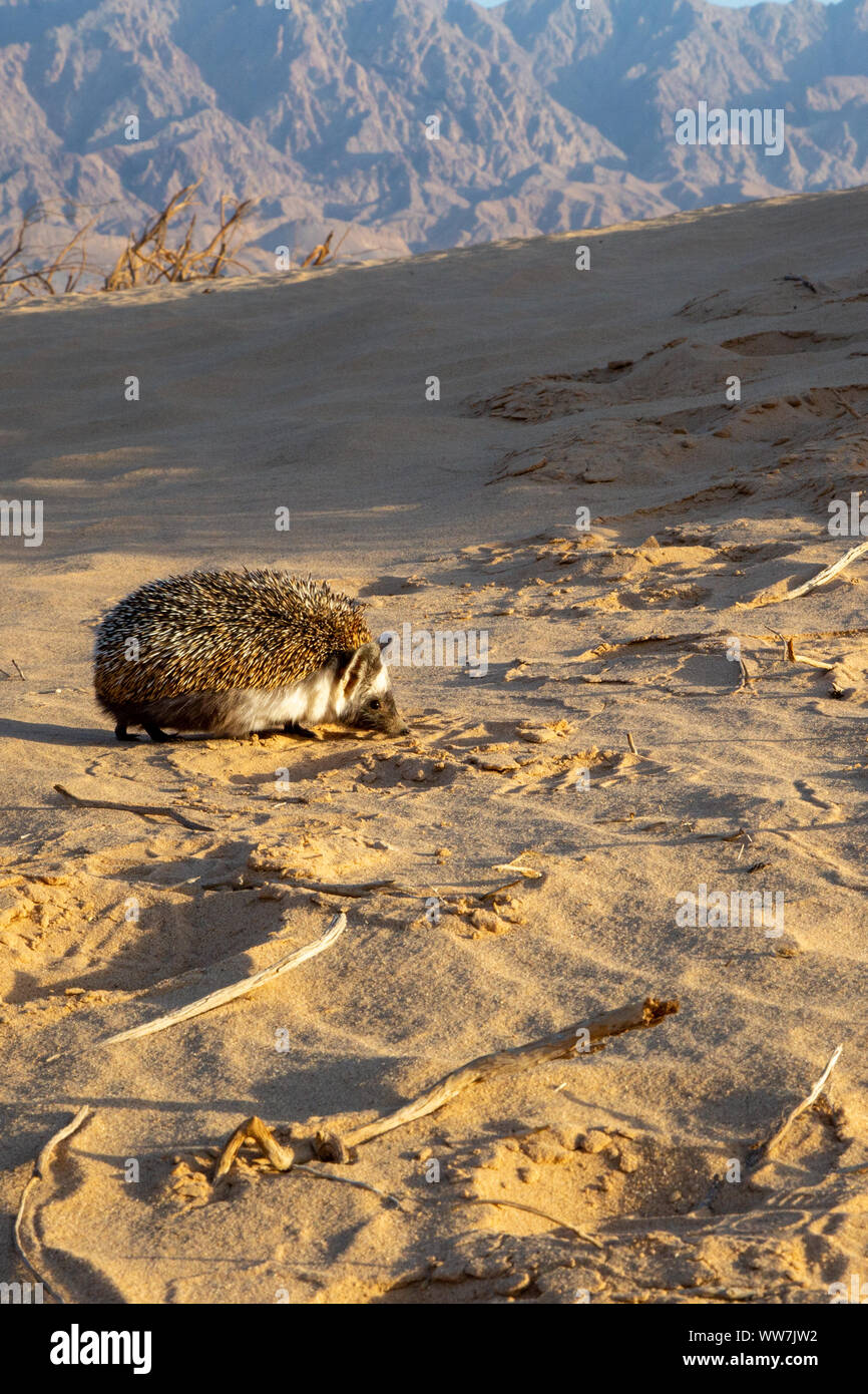 Paraechinus aethiopicus -Fotos und -Bildmaterial in hoher Auflösung – Alamy