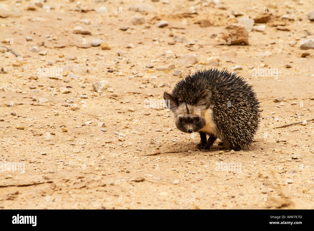 Wüstenigel paraechinus aethiopicus -Fotos und -Bildmaterial in hoher Auflösung – Alamy