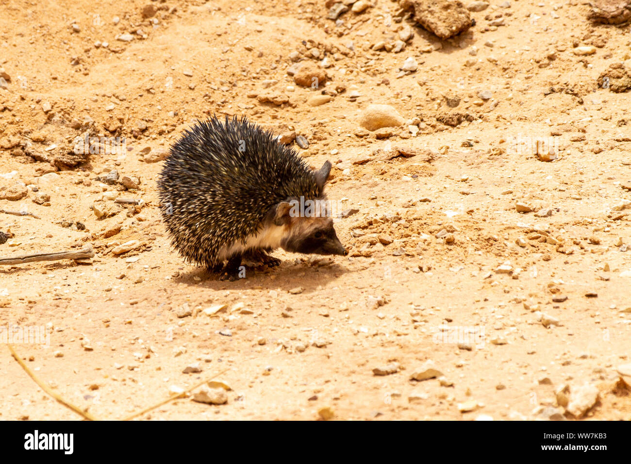 Wüstenigel paraechinus aethiopicus -Fotos und -Bildmaterial in hoher Auflösung – Alamy