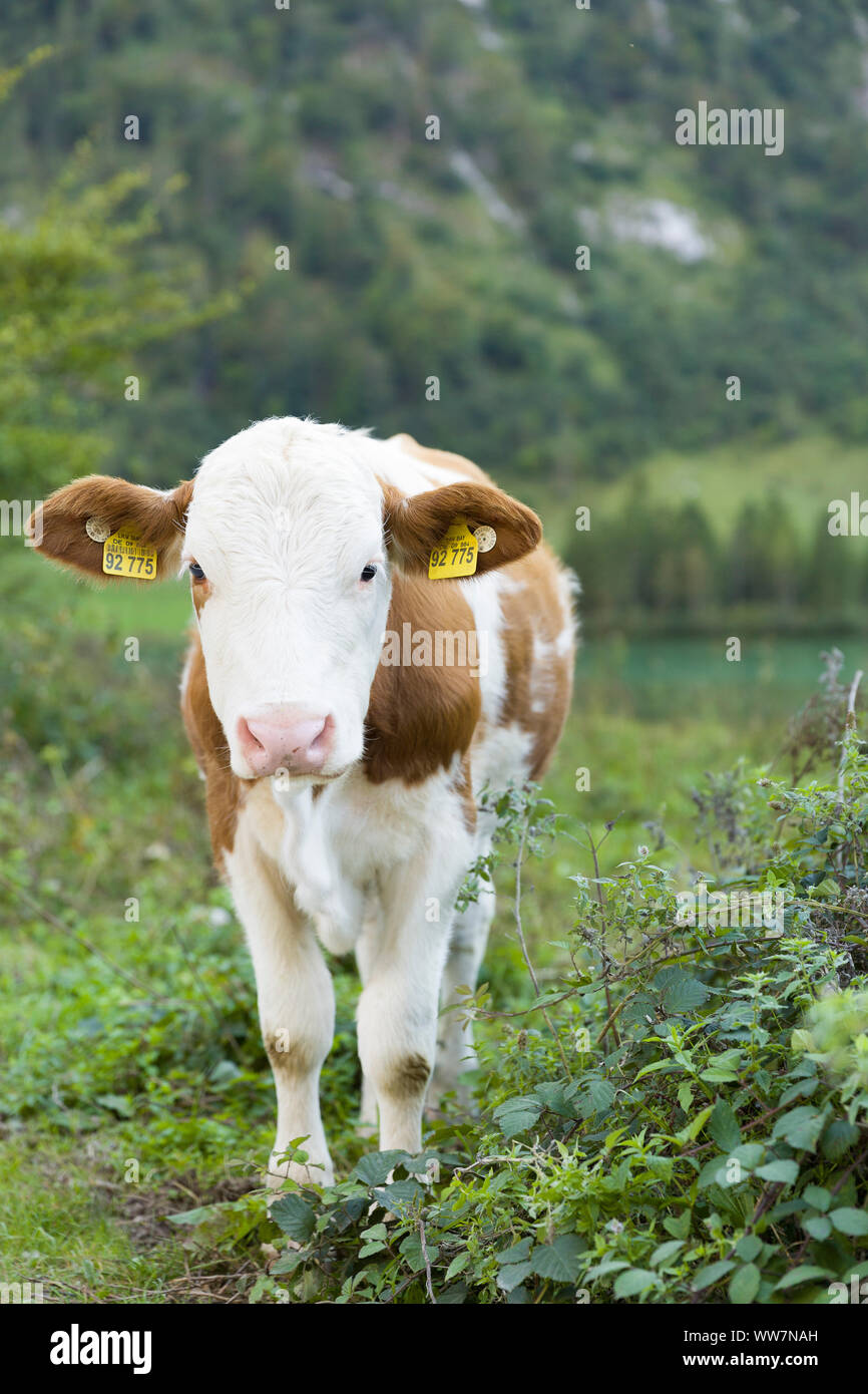 Rindvieh kalb -Fotos und -Bildmaterial in hoher Auflösung – Alamy