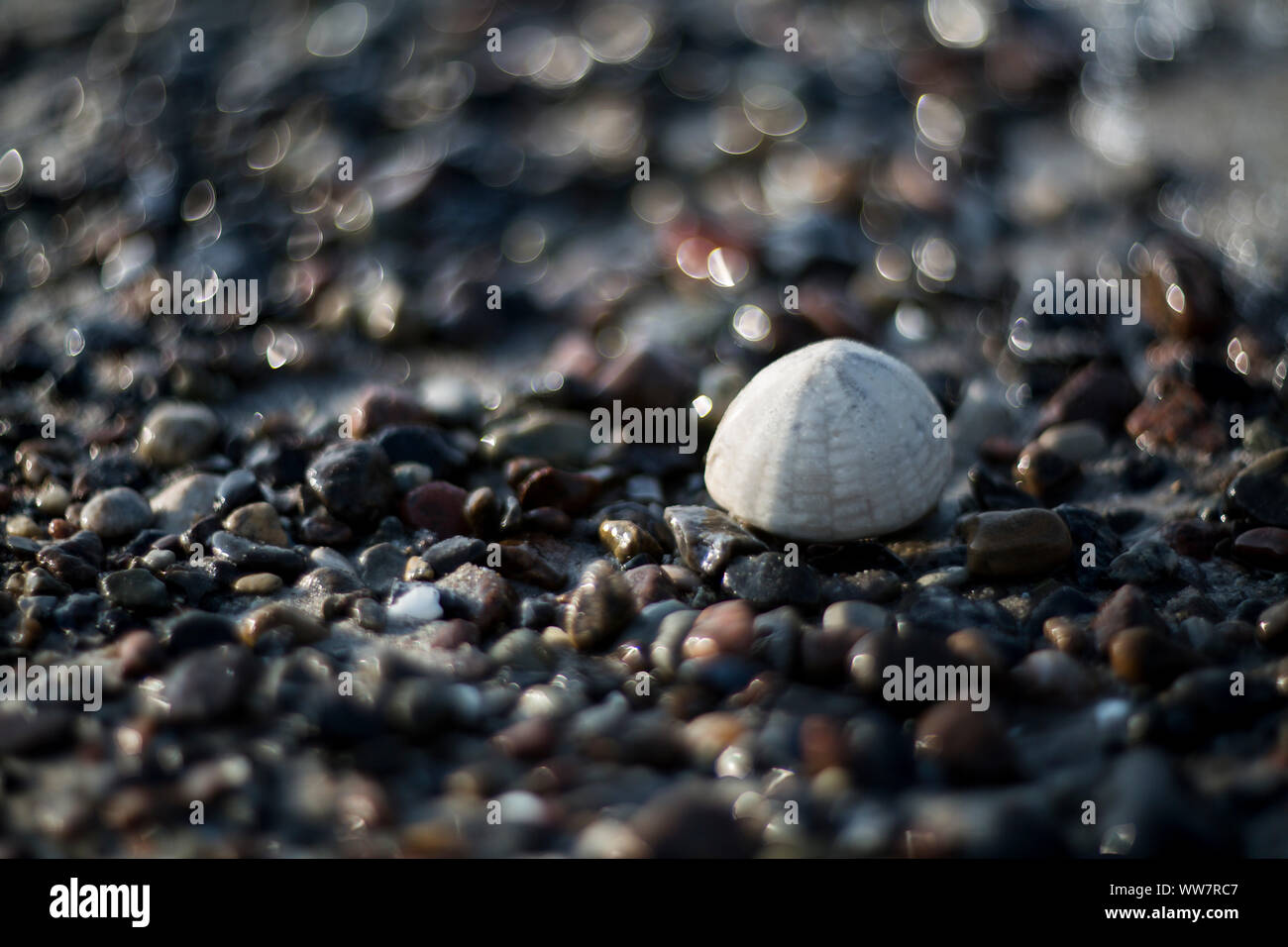 Versteinerter seeigel am ostseestrand -Fotos und -Bildmaterial in hoher ...