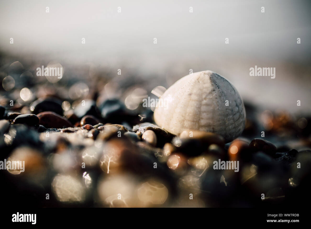 Versteinerter Seeigel Am Ostseestrand Stockfotos und -bilder Kaufen - Alamy
