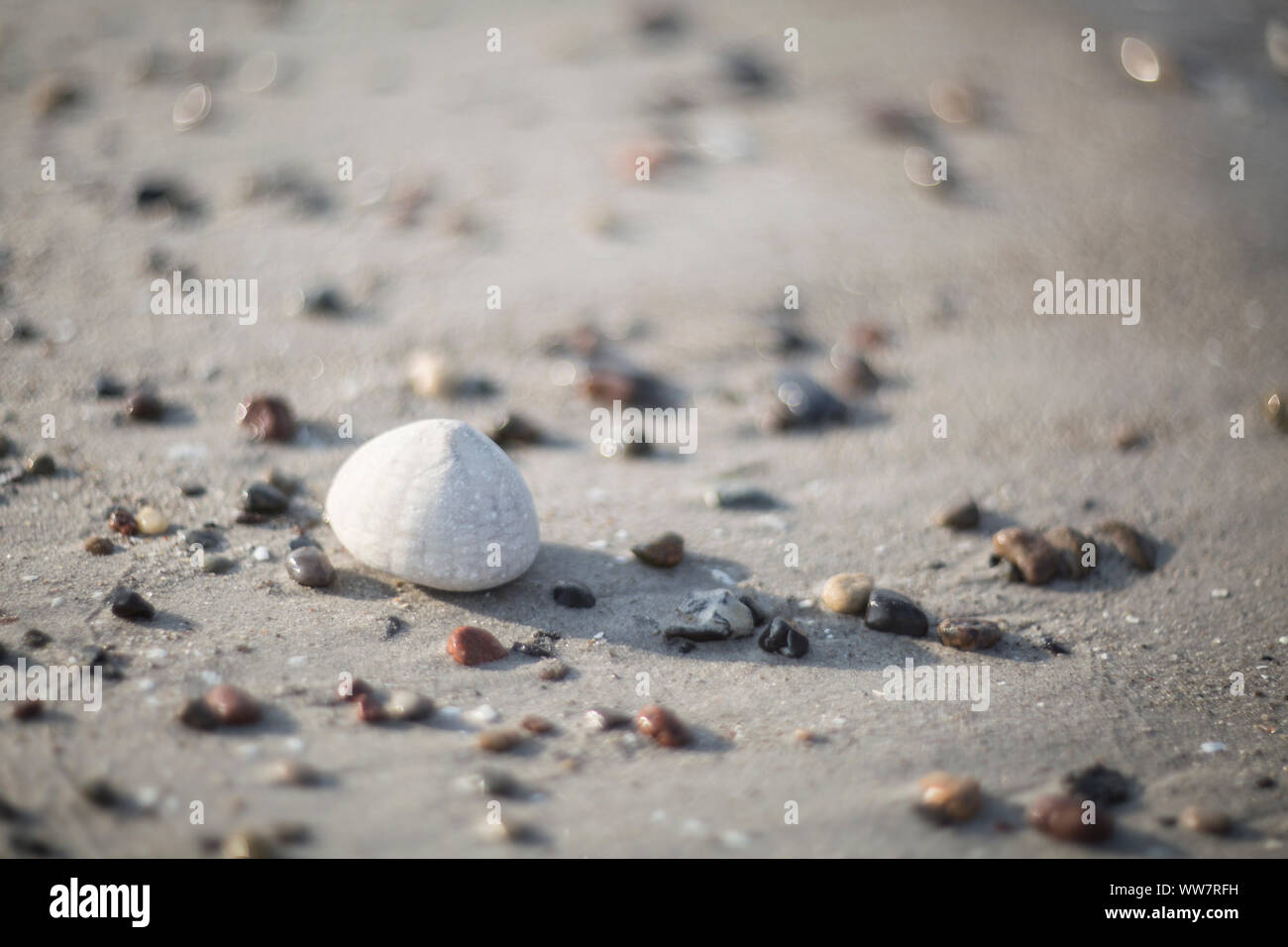 Versteinerter seeigel am ostseestrand -Fotos und -Bildmaterial in hoher ...