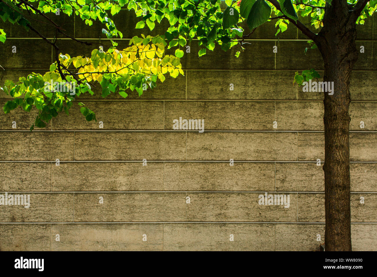 Hochland limette -Fotos und -Bildmaterial in hoher Auflösung – Alamy
