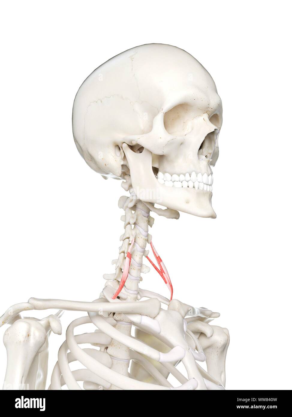 Musculus scalene -Fotos und -Bildmaterial in hoher Auflösung – Alamy