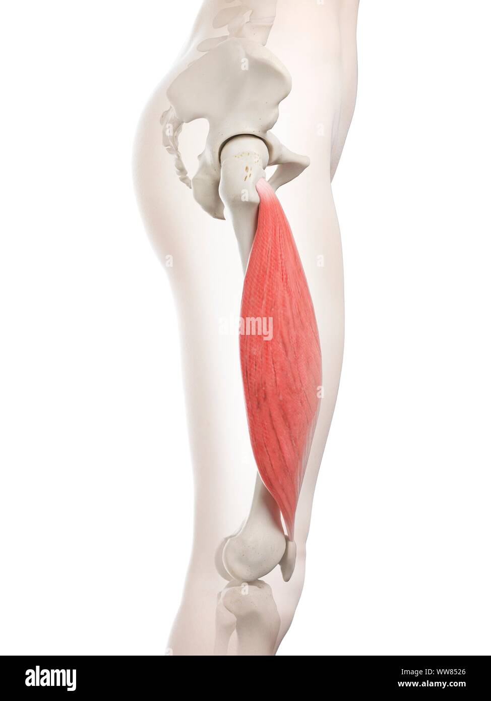 Vastus lateralis muscle Stockfotos und -bilder Kaufen - Alamy