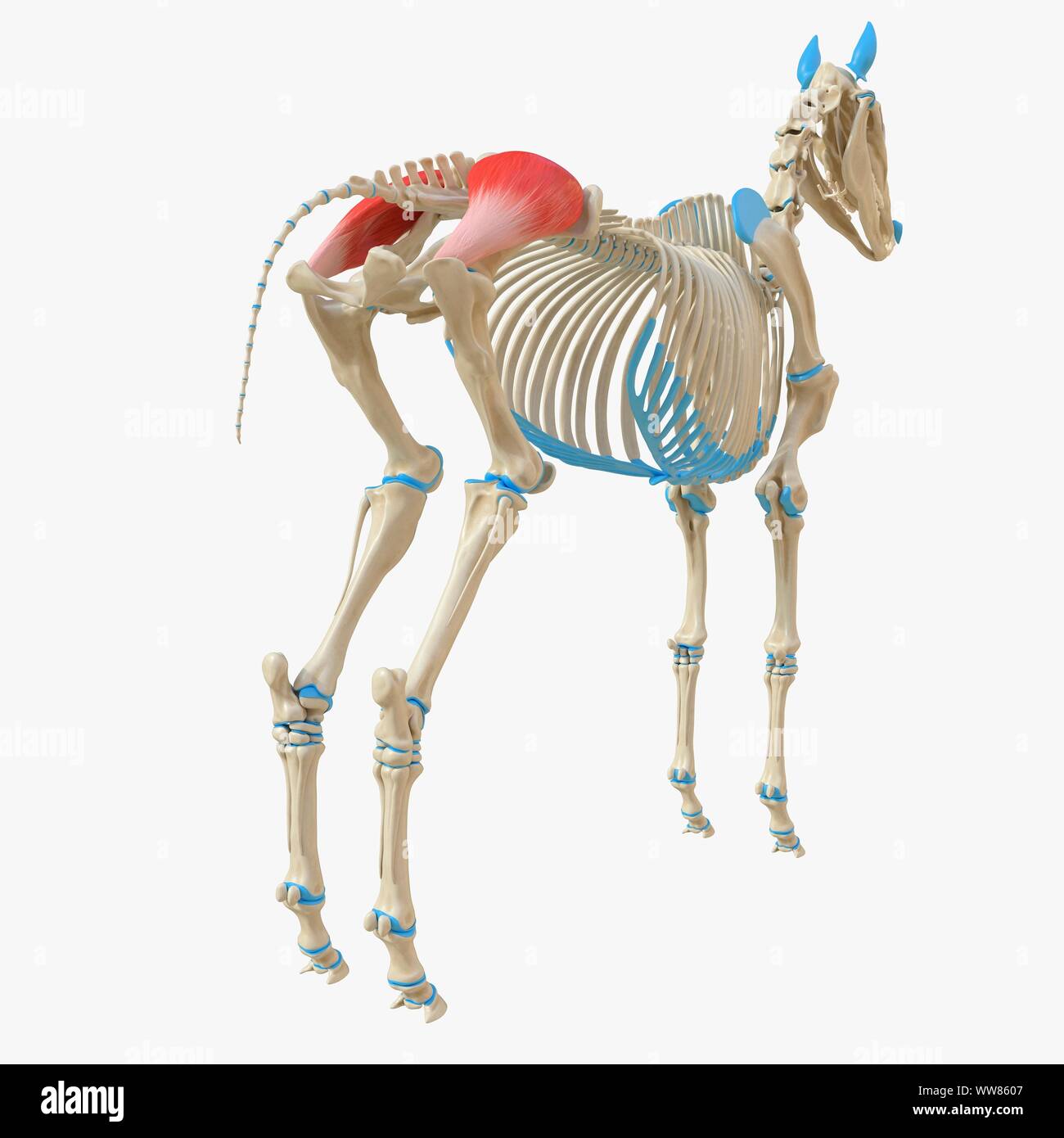 Pferd anatomie muskulatur -Fotos und -Bildmaterial in hoher Auflösung ...