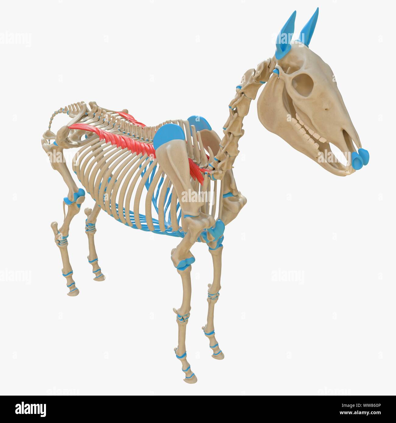 Pferd anatomie muskulatur -Fotos und -Bildmaterial in hoher Auflösung ...