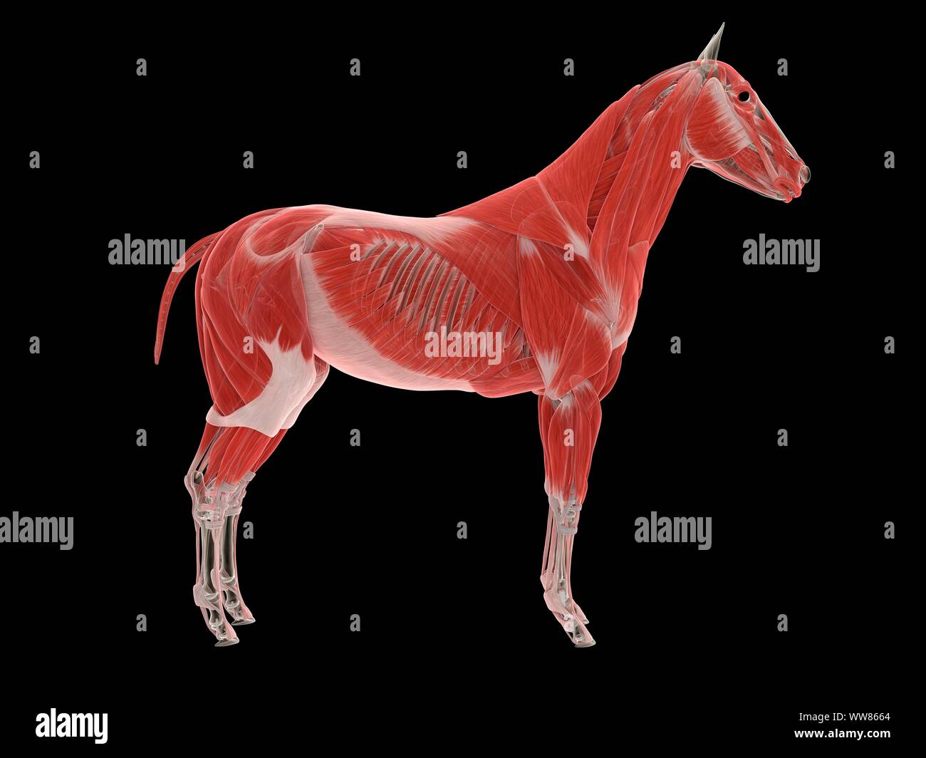 Pferd anatomie muskulatur -Fotos und -Bildmaterial in hoher Auflösung ...