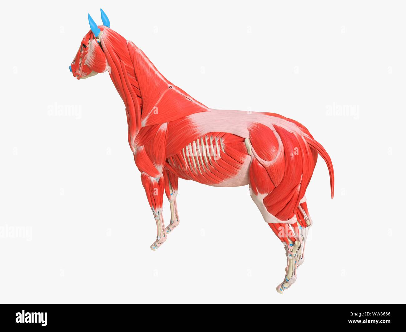 Pferd anatomie muskulatur Ausgeschnittene Stockfotos und -bilder - Alamy